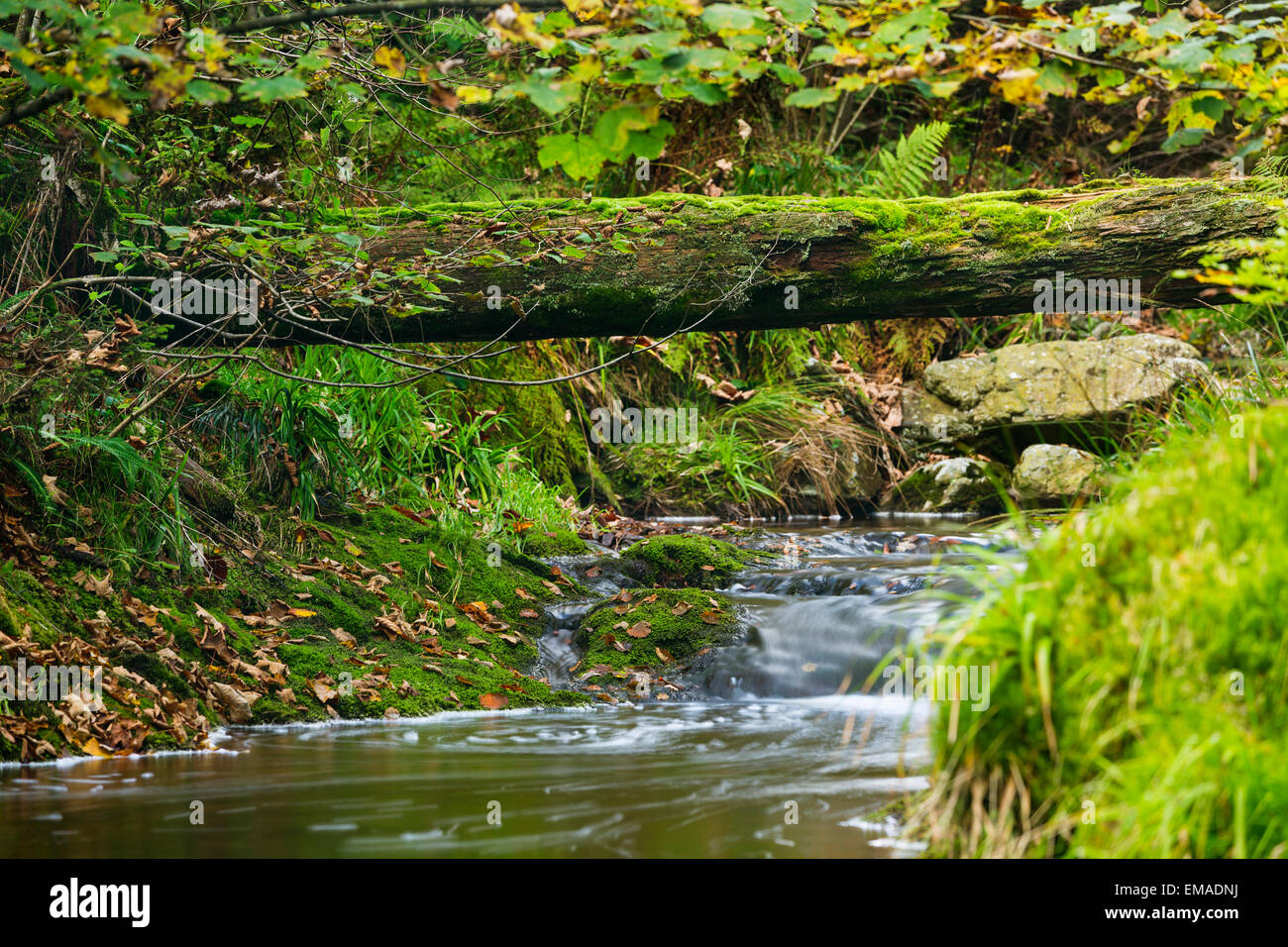 Fallen tunnel tree hi-res stock photography and images - Alamy