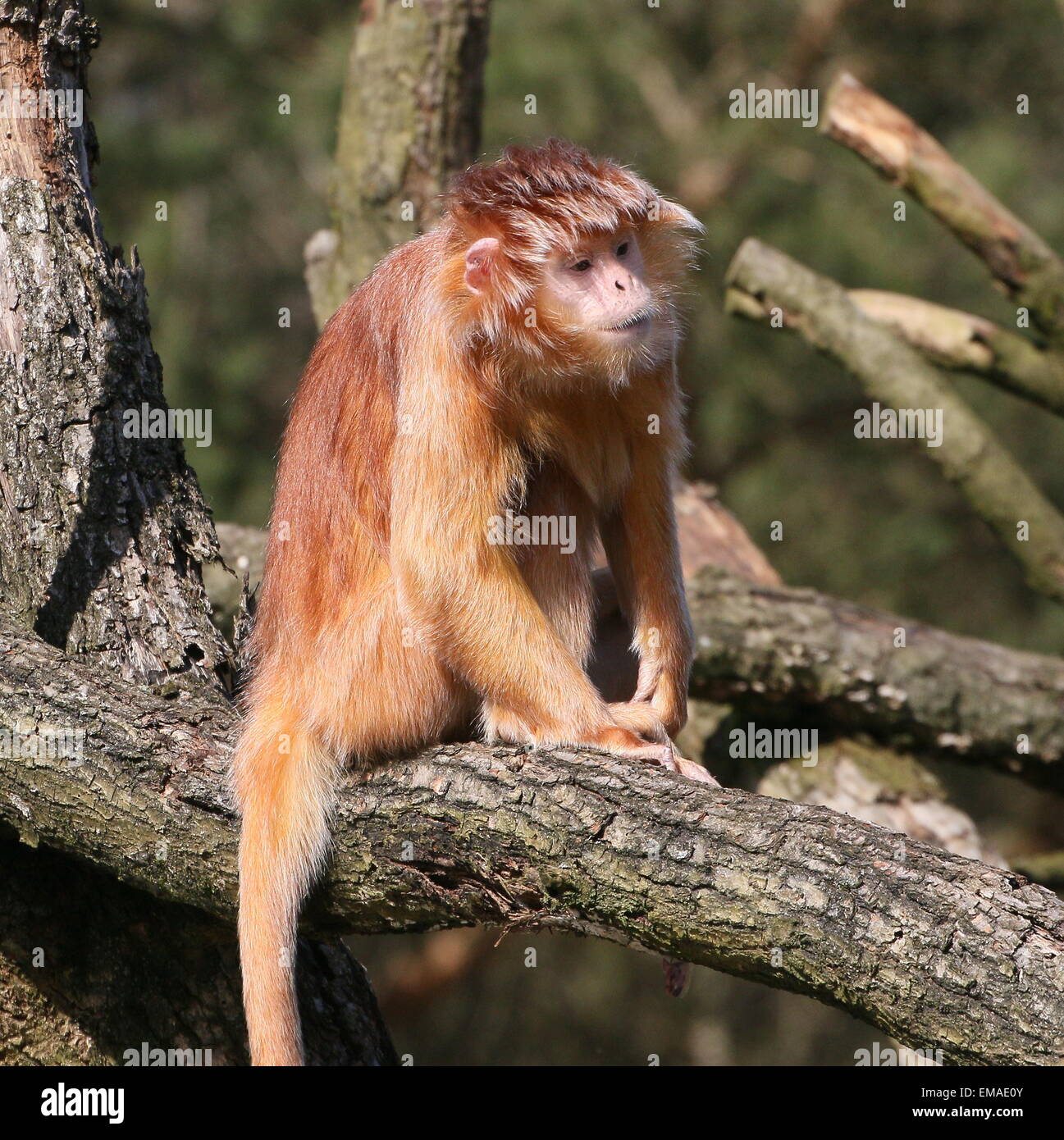 Female Javan Lutung (Trachypithecus auratus), close-up of the head at ...