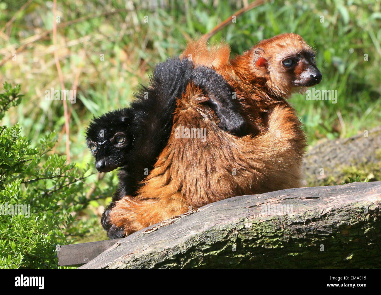 Male and Female Madagascan Blue-eyed black Lemur or Sclater's Lemur ...