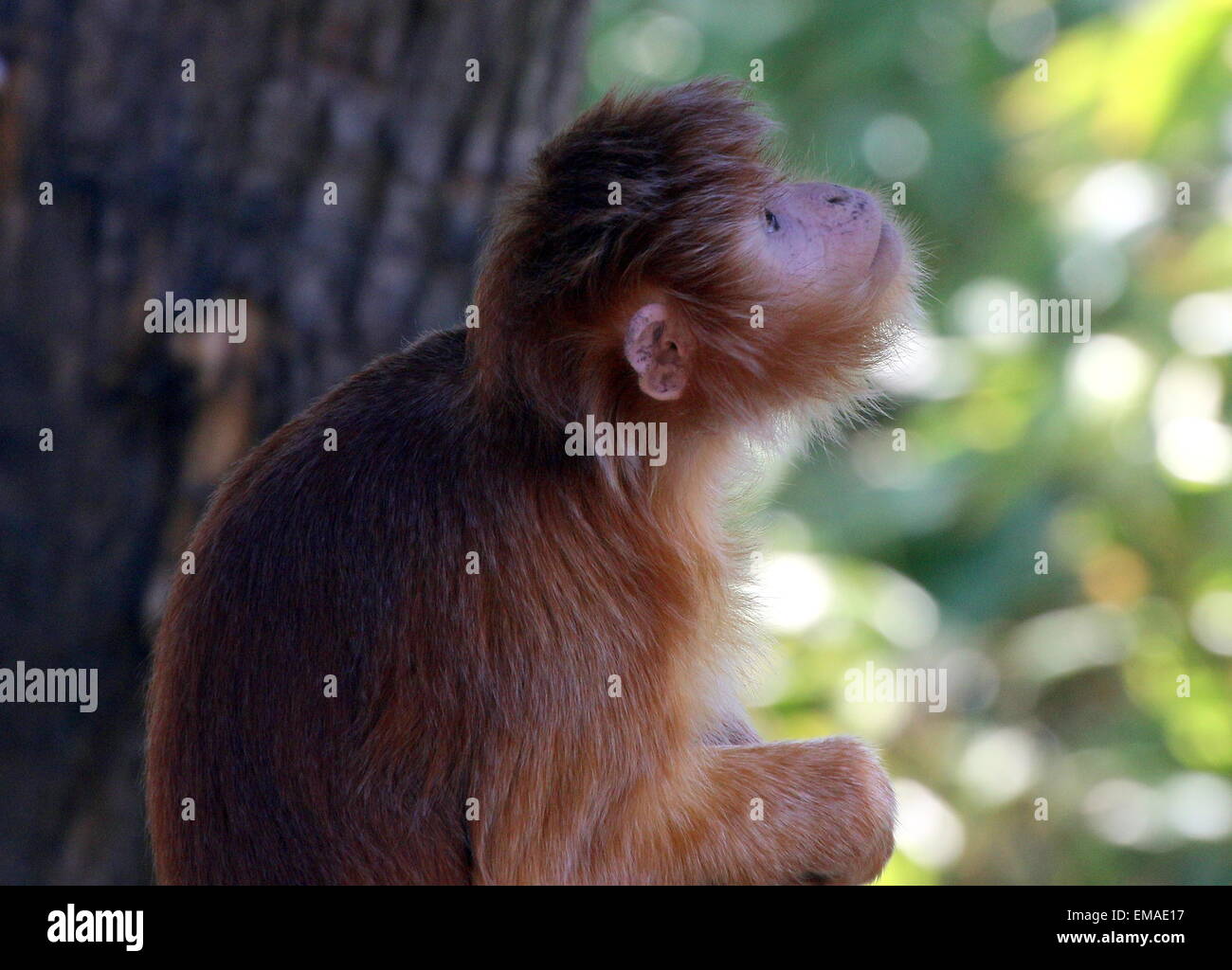 Female Javan Lutung (Trachypithecus auratus) seen in profile Stock ...