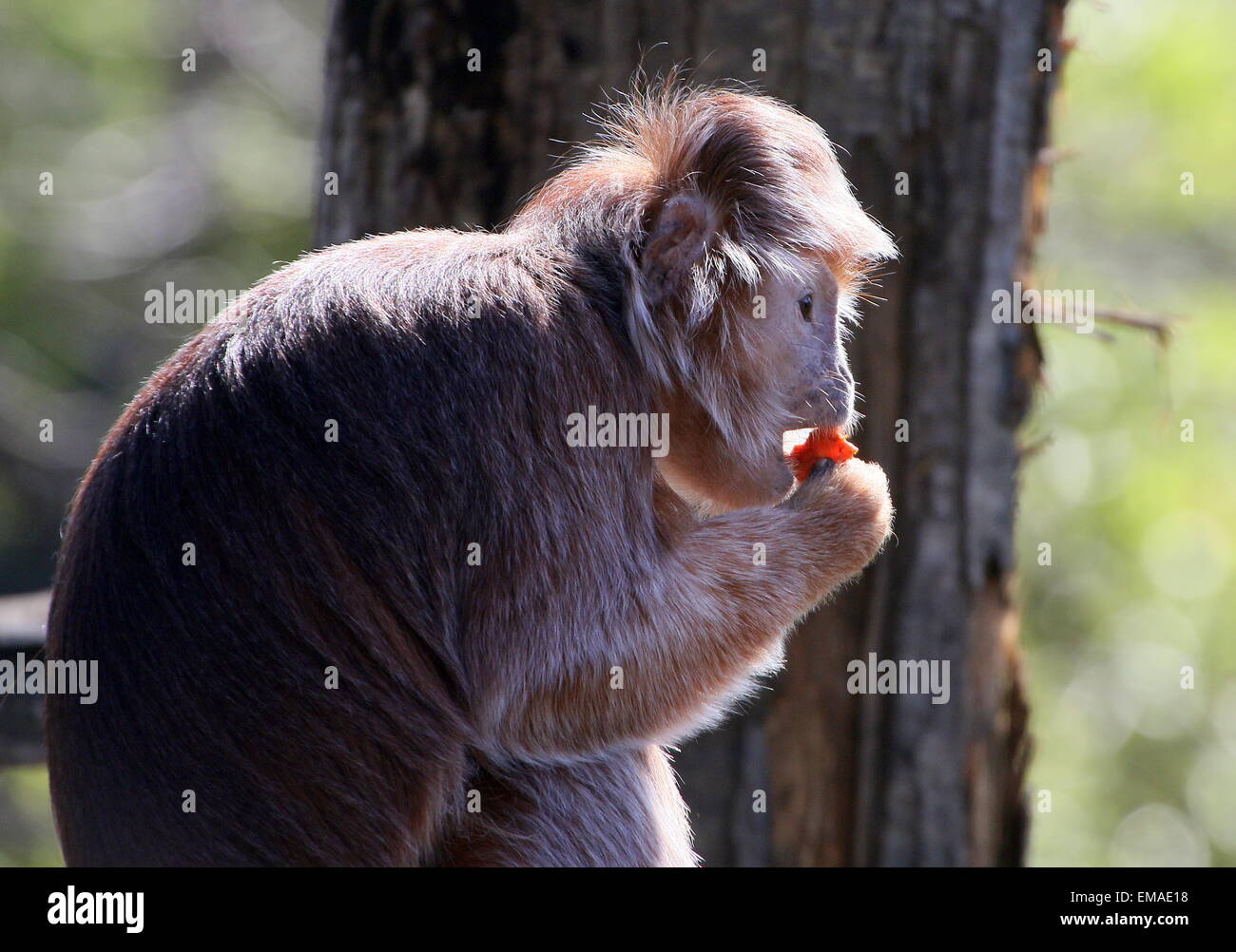 Female Javan Lutung (Trachypithecus auratus) seen while eating fruit ...