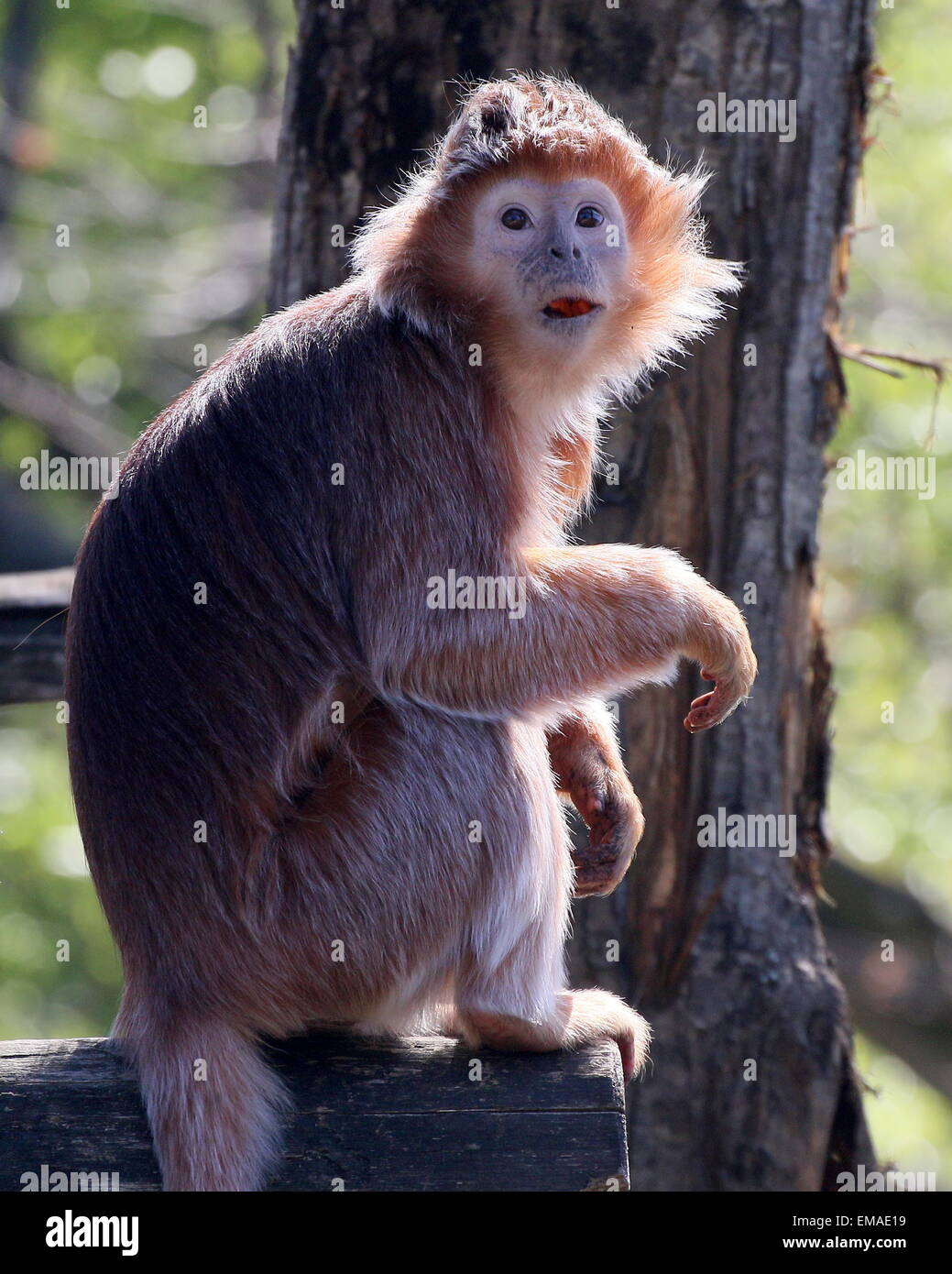 Female Javan Lutung (Trachypithecus auratus) looking at the camera at ...