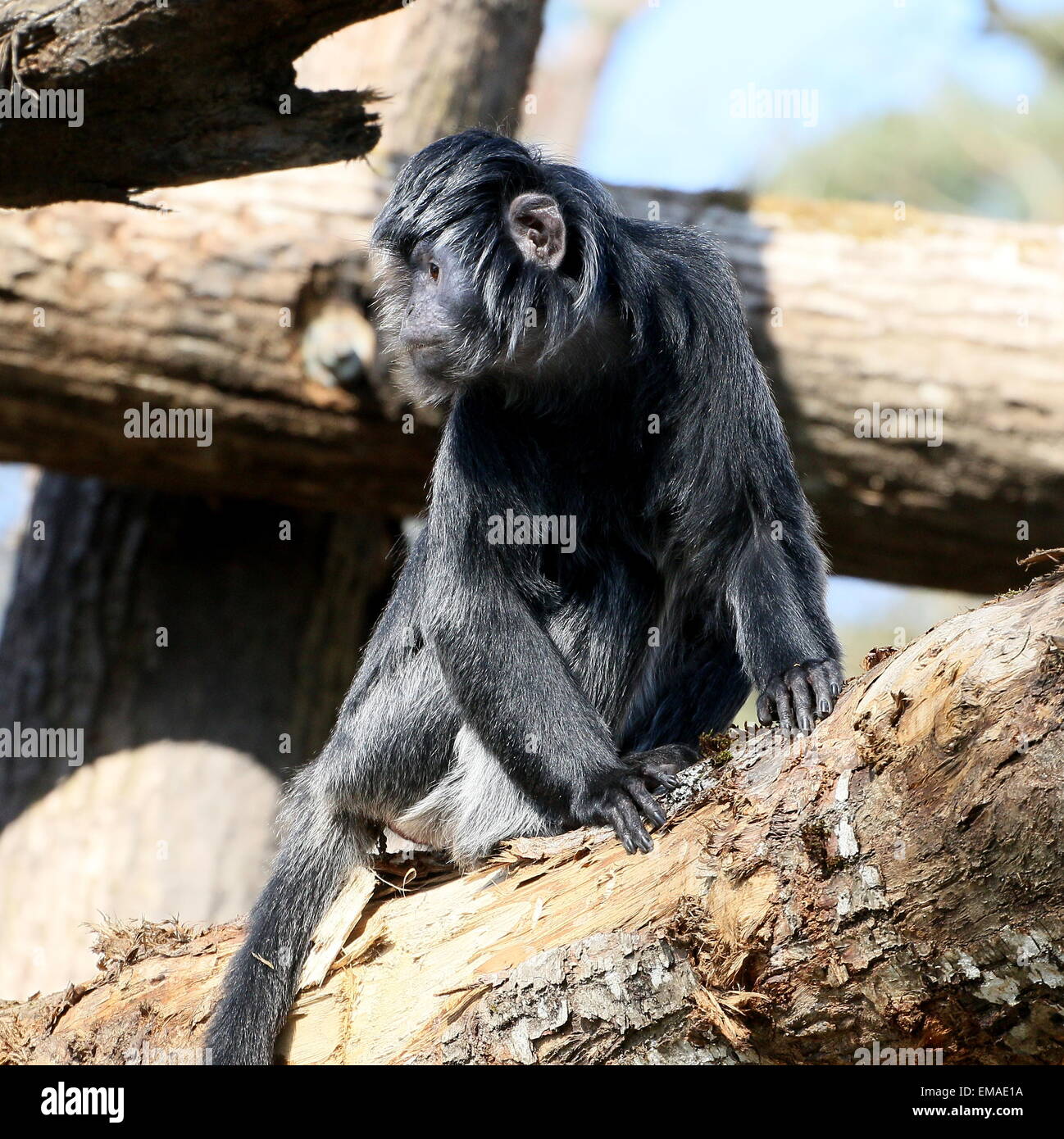 Male Javan Lutung or Langur monkey (Trachypithecus auratus) in a tree ...
