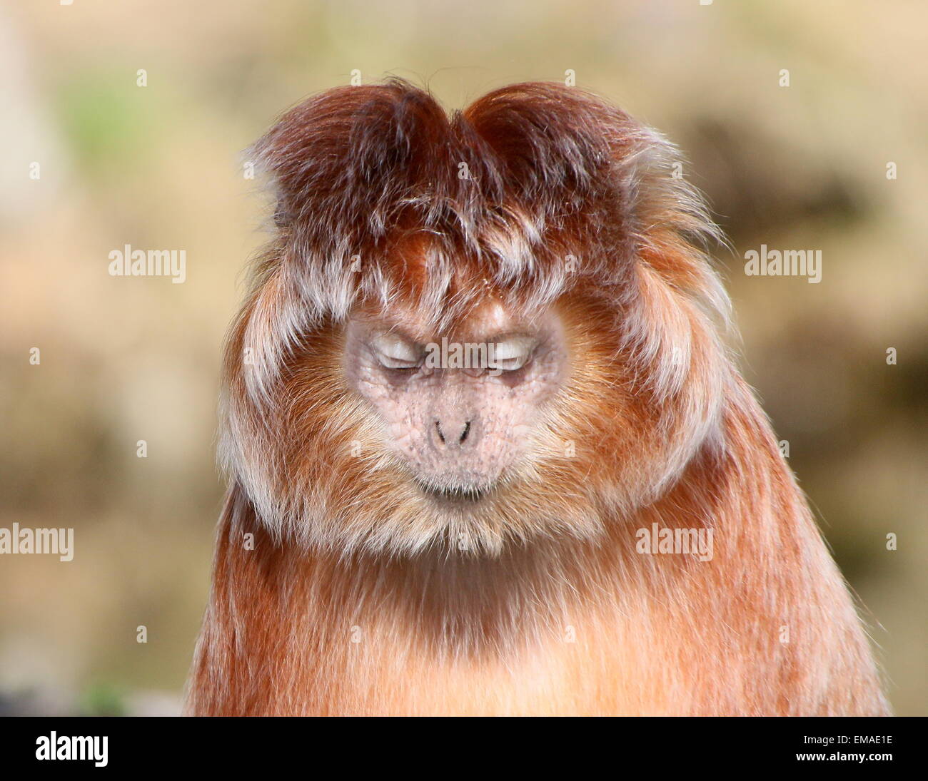 Primates head hi-res stock photography and images - Alamy