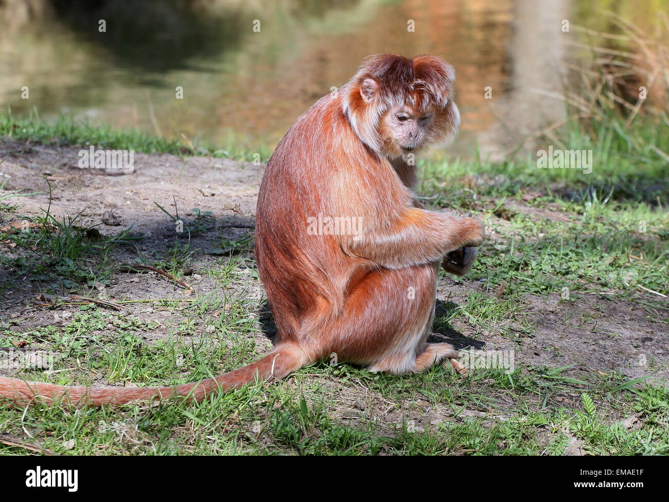 Female Javan Lutung (Trachypithecus auratus) sitting on the ground ...