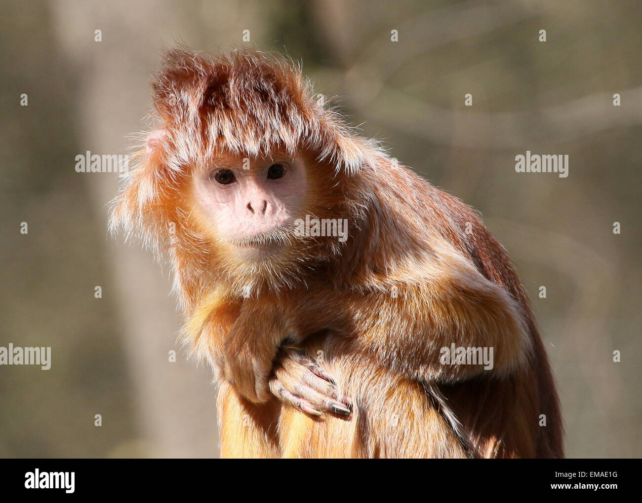 Female Javan Lutung or Langur Monkey (Trachypithecus auratus), close-up ...