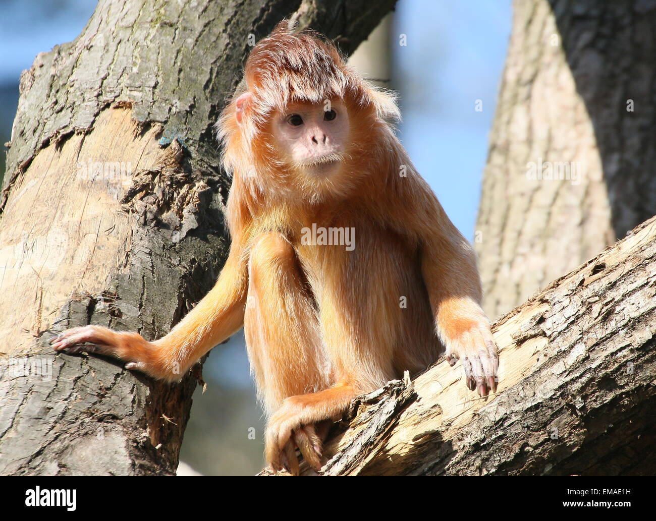 Female Javan Lutung or Langur Monkey (Trachypithecus auratus Stock ...