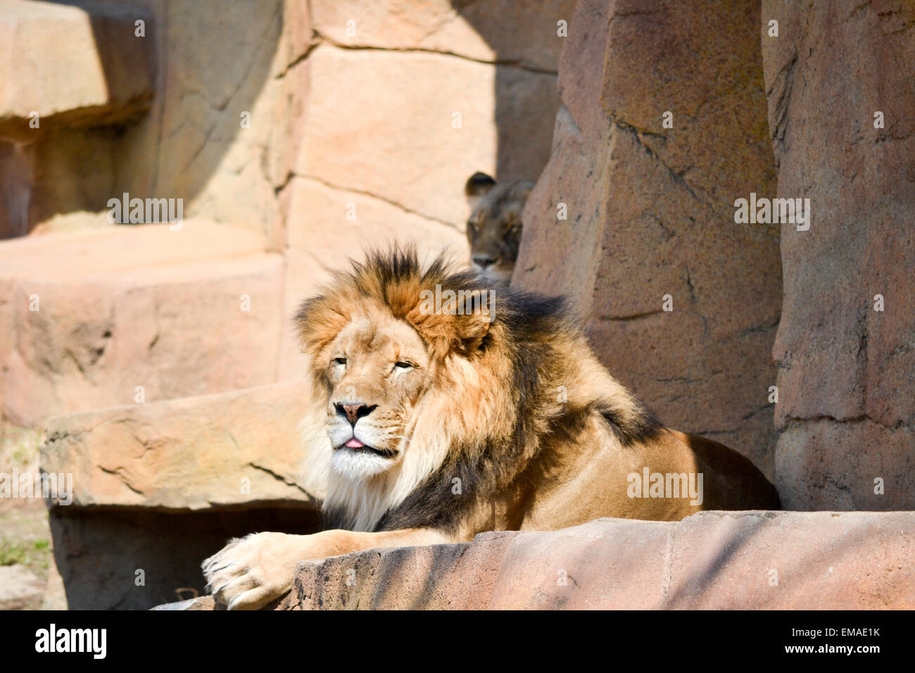 Lion was striking a pose for the photographer Stock Photo - Alamy