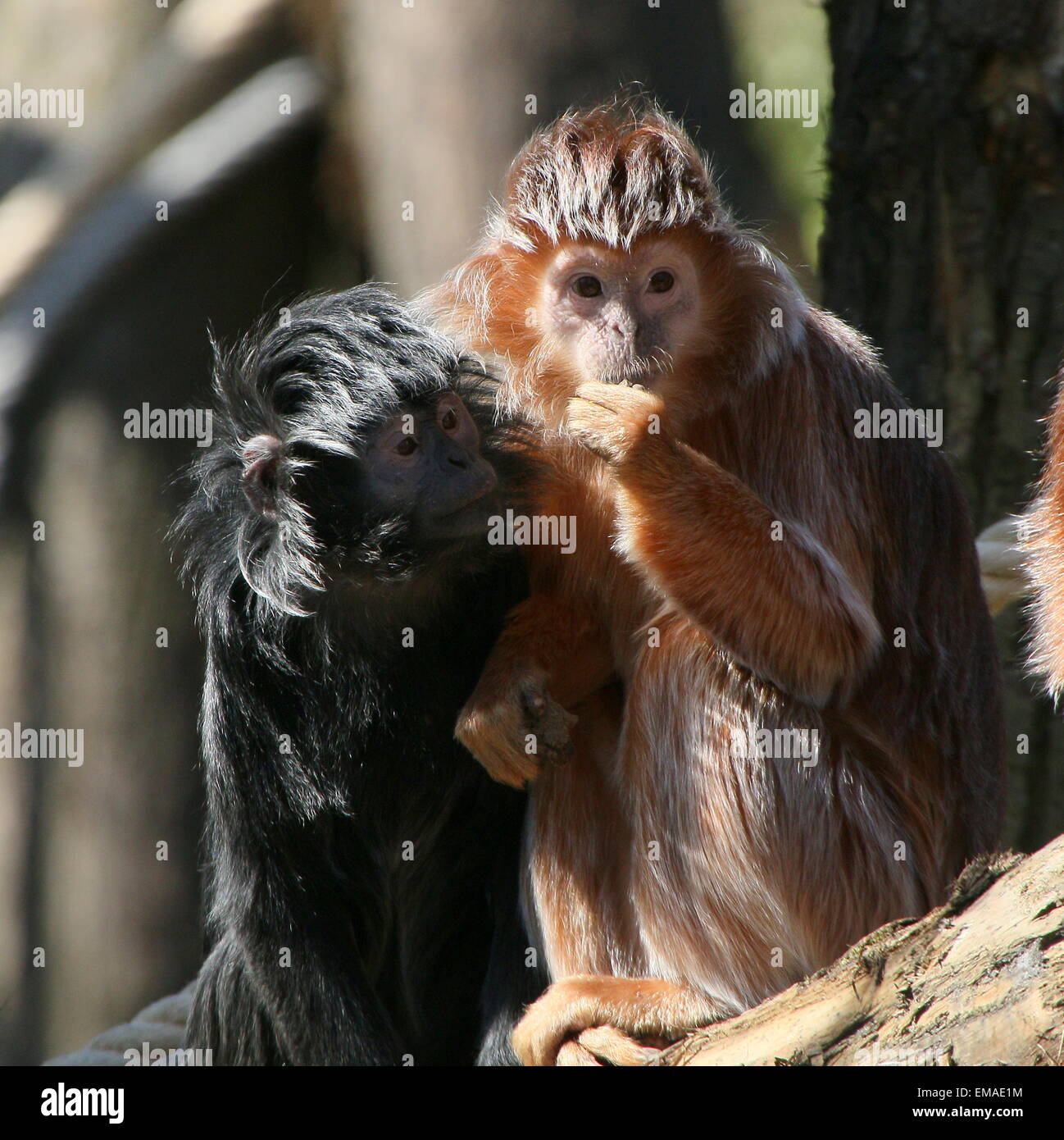 Golden langur hi-res stock photography and images - Alamy