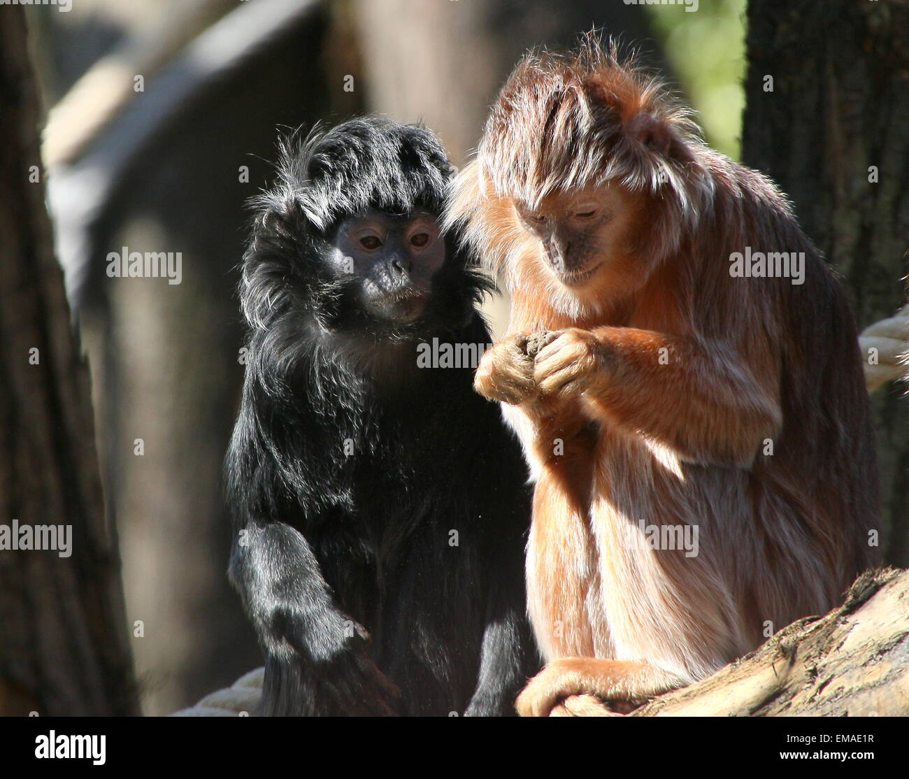 Two monkeys together hi-res stock photography and images - Alamy