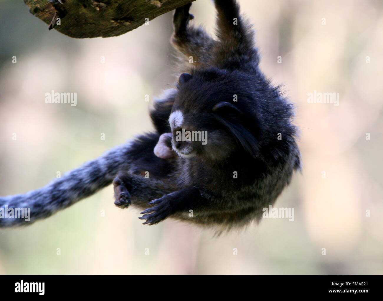 Male Black tufted ear marmoset (Callithrix penicillata) hanging upside ...