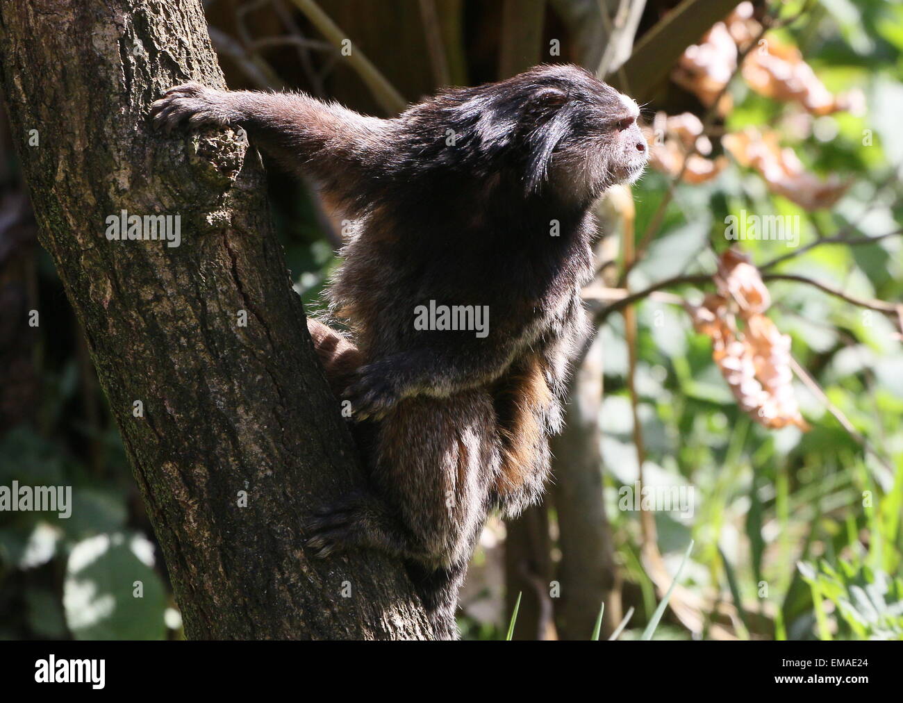 Alert male Black tufted ear marmoset (Callithrix penicillata) in a tree ...