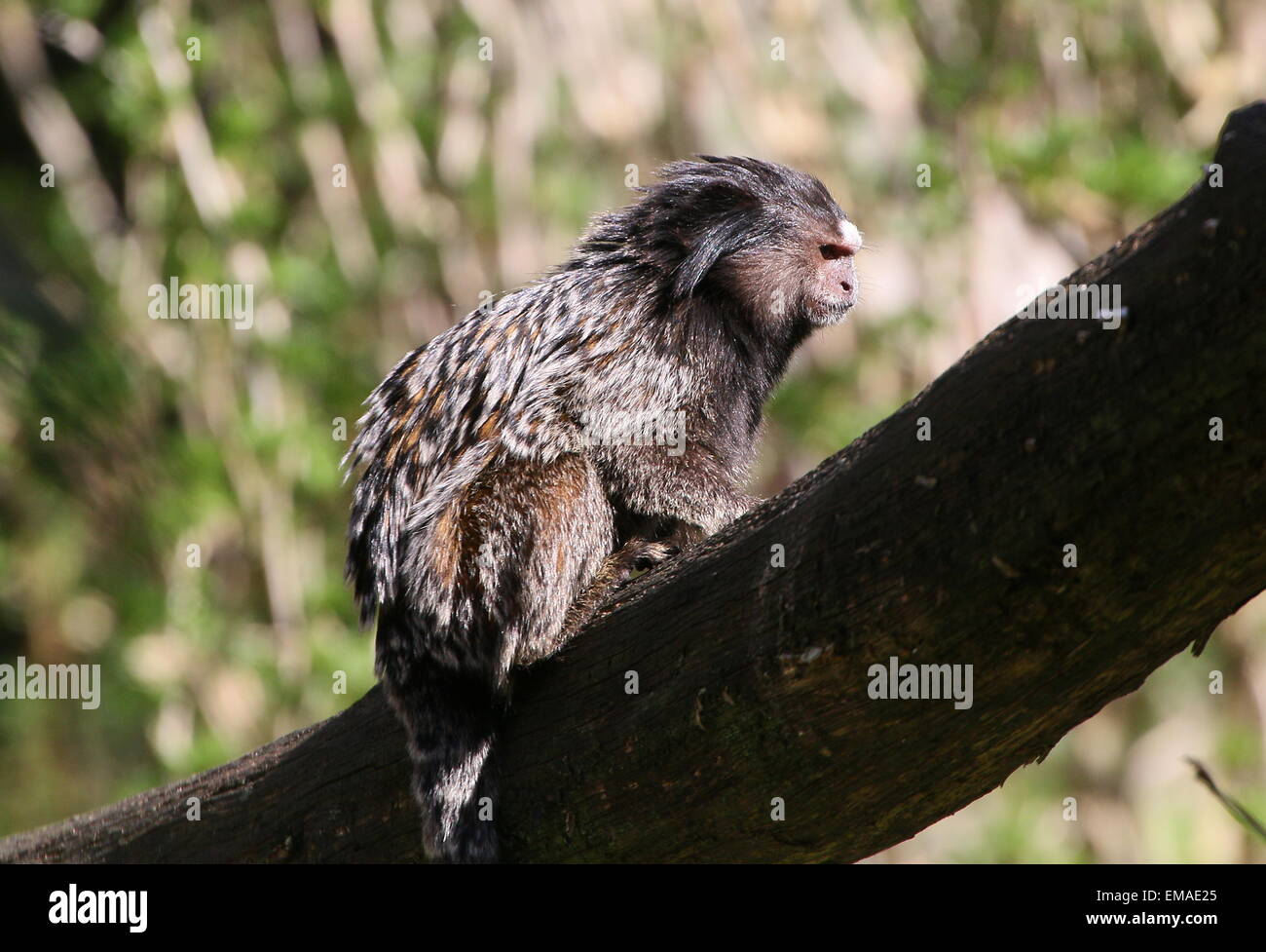 Male Black tufted ear marmoset (Callithrix penicillata) in a tree ...