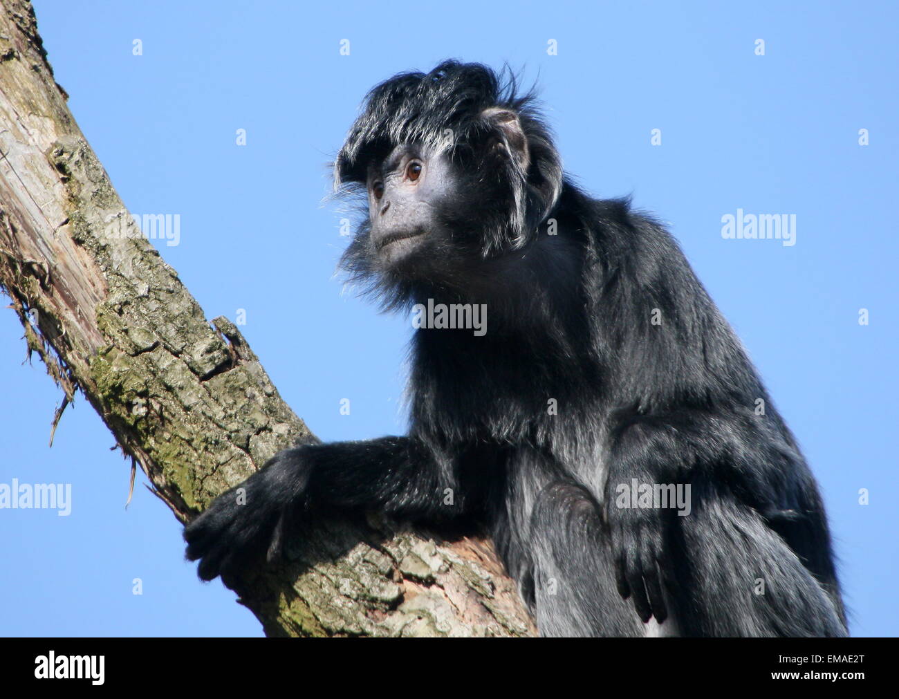 Male Javan Lutung or Langur monkey (Trachypithecus auratus) in a tree ...