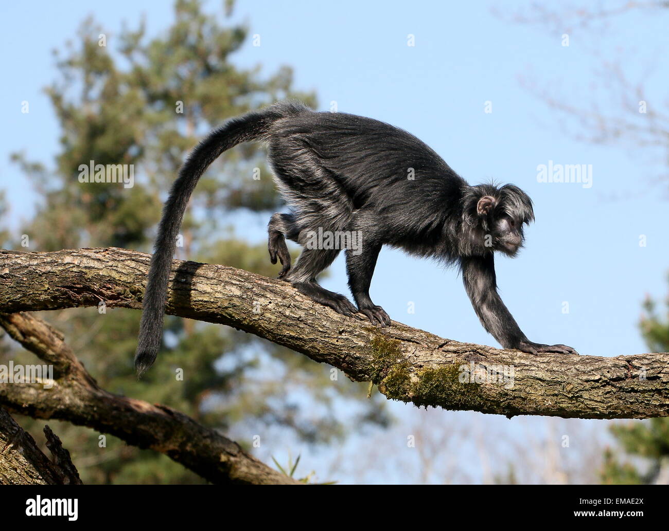 Male Javan Lutung or Langur monkey (Trachypithecus auratus) walking ...