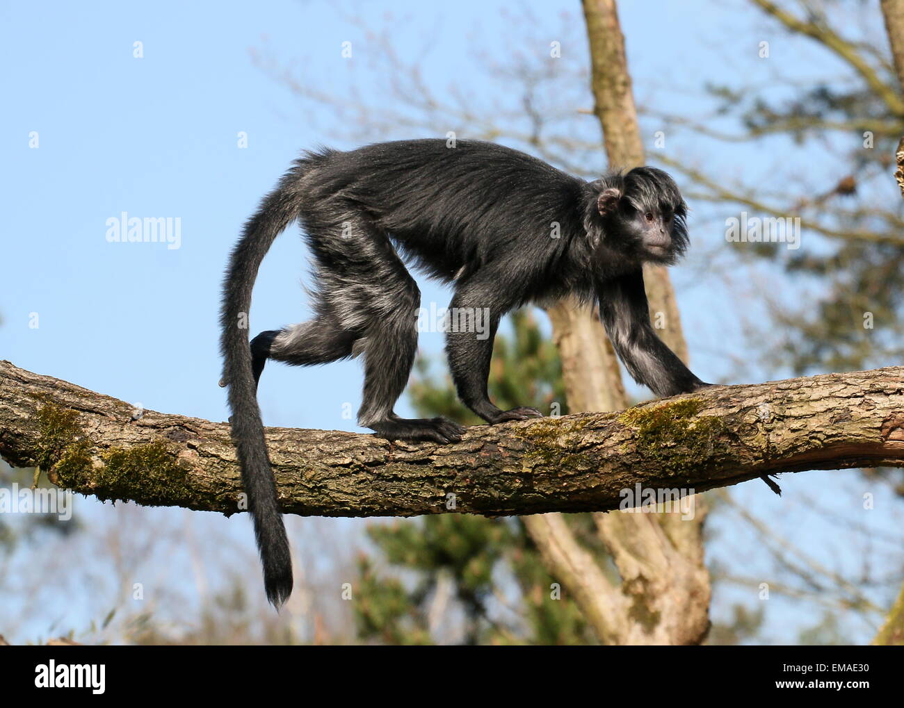 Male Javan Lutung or Langur monkey (Trachypithecus auratus) walking ...