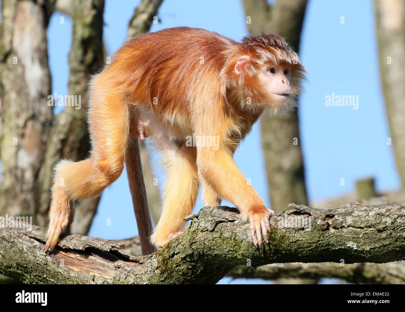 Young male Javan Lutung (Trachypithecus auratus) walking on a branch ...