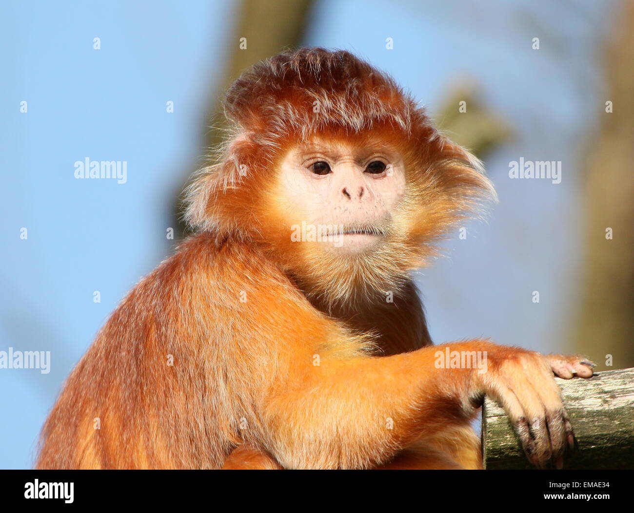 Female Javan Lutung (Trachypithecus auratus), close-up of the head ...