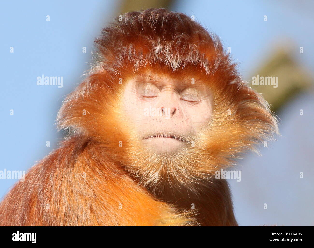 Serene female Javan Lutung (Trachypithecus auratus), close-up of the ...