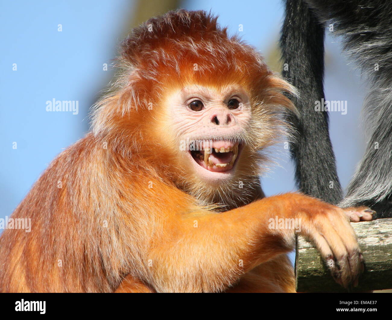 Monkey mouth wide open teeth hi-res stock photography and images - Alamy
