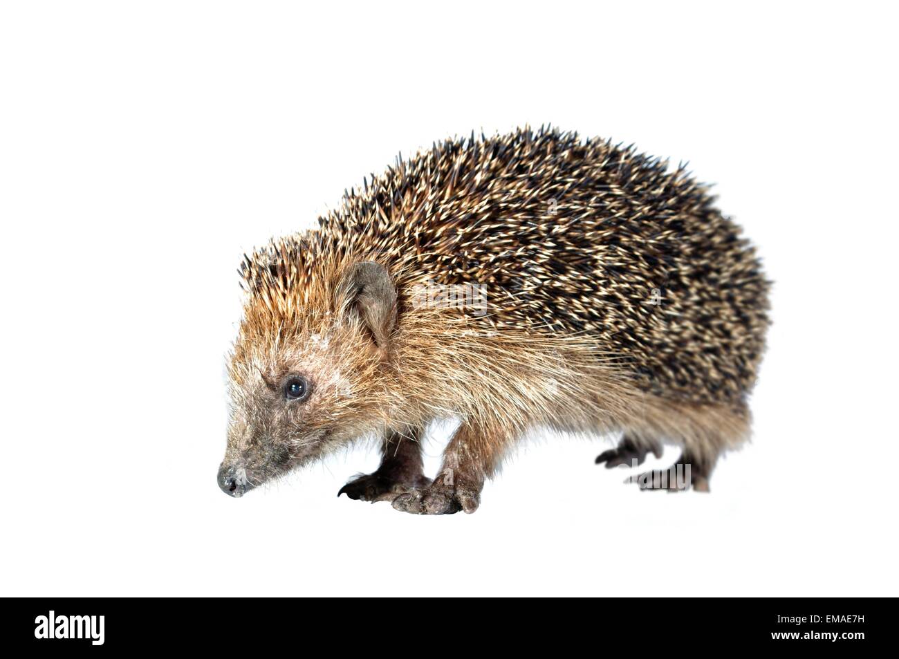 moving hedgehog on white background Stock Photo - Alamy