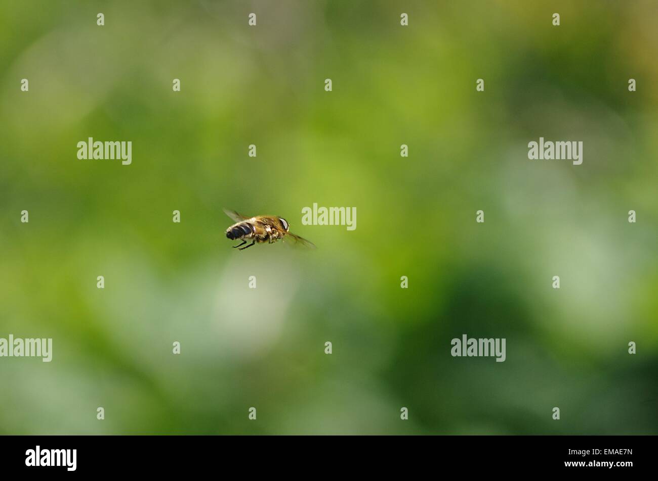 flight fly insect on plants background Stock Photo - Alamy