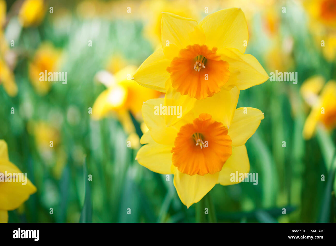 Two daffodils giving each other a piggy back ride in a field of ...