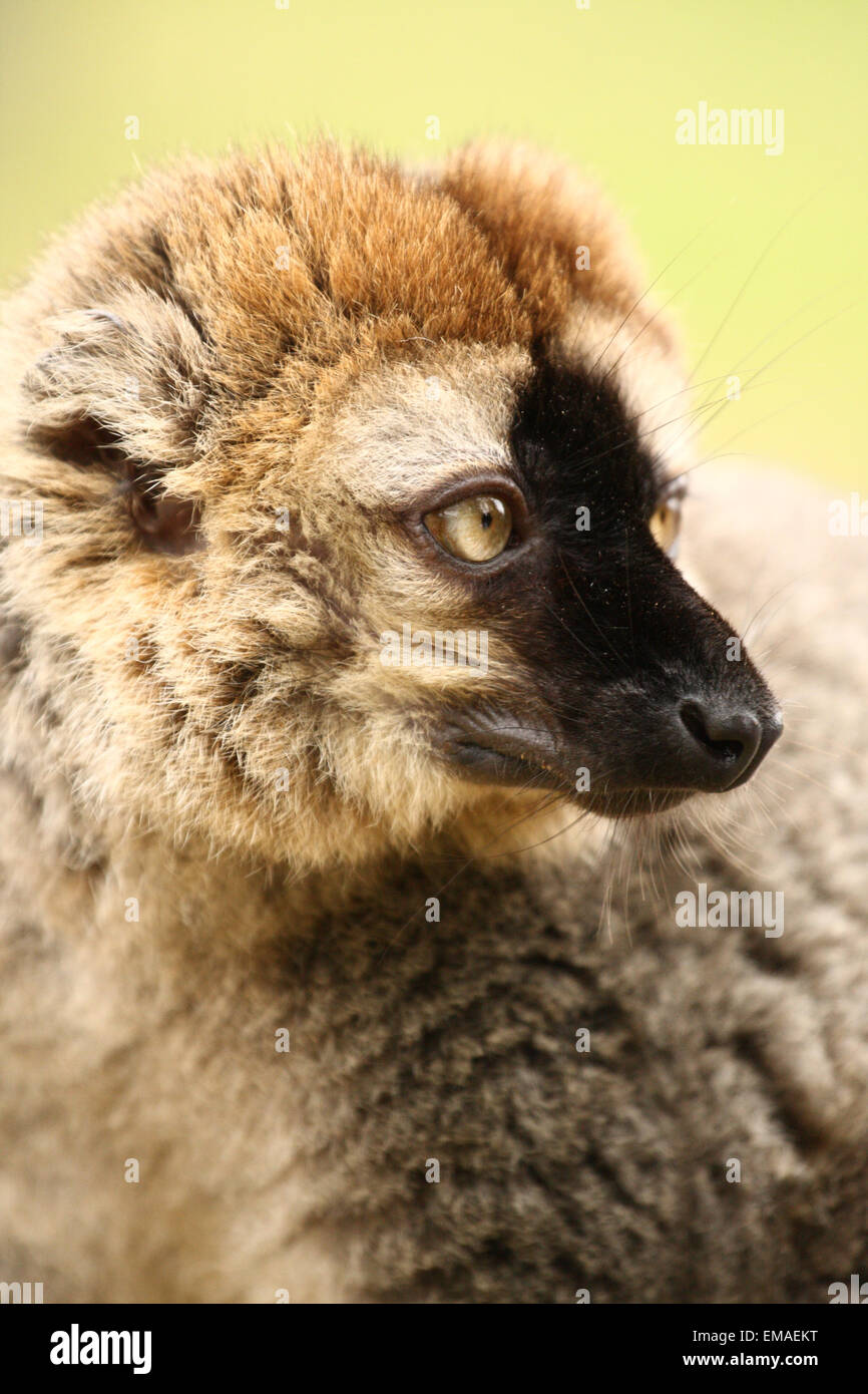 Baby red fronted lemur hi-res stock photography and images - Alamy