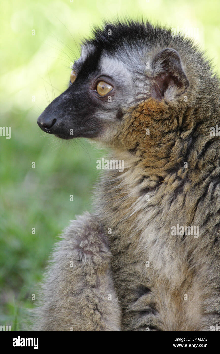 Baby red fronted lemur hi-res stock photography and images - Alamy