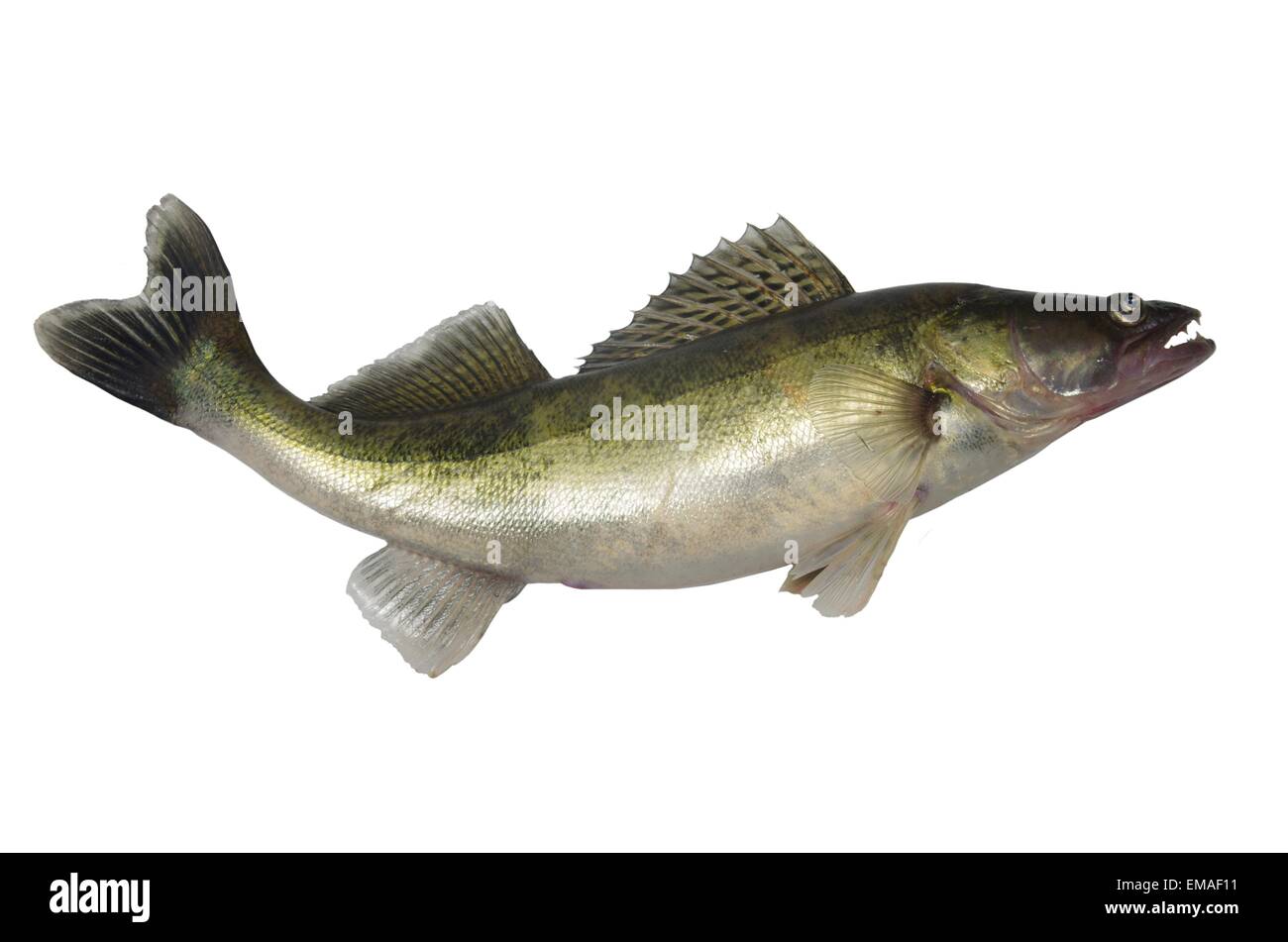 long zander on white background Stock Photo - Alamy