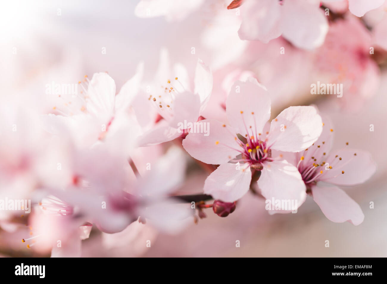 Spring blooming cherry tree in detail Stock Photo - Alamy