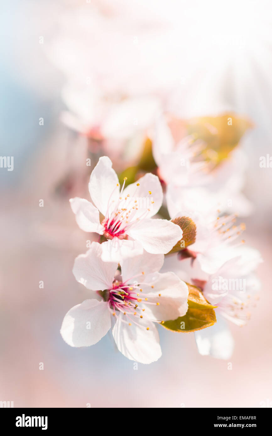 Cherry tree macro hi-res stock photography and images - Alamy