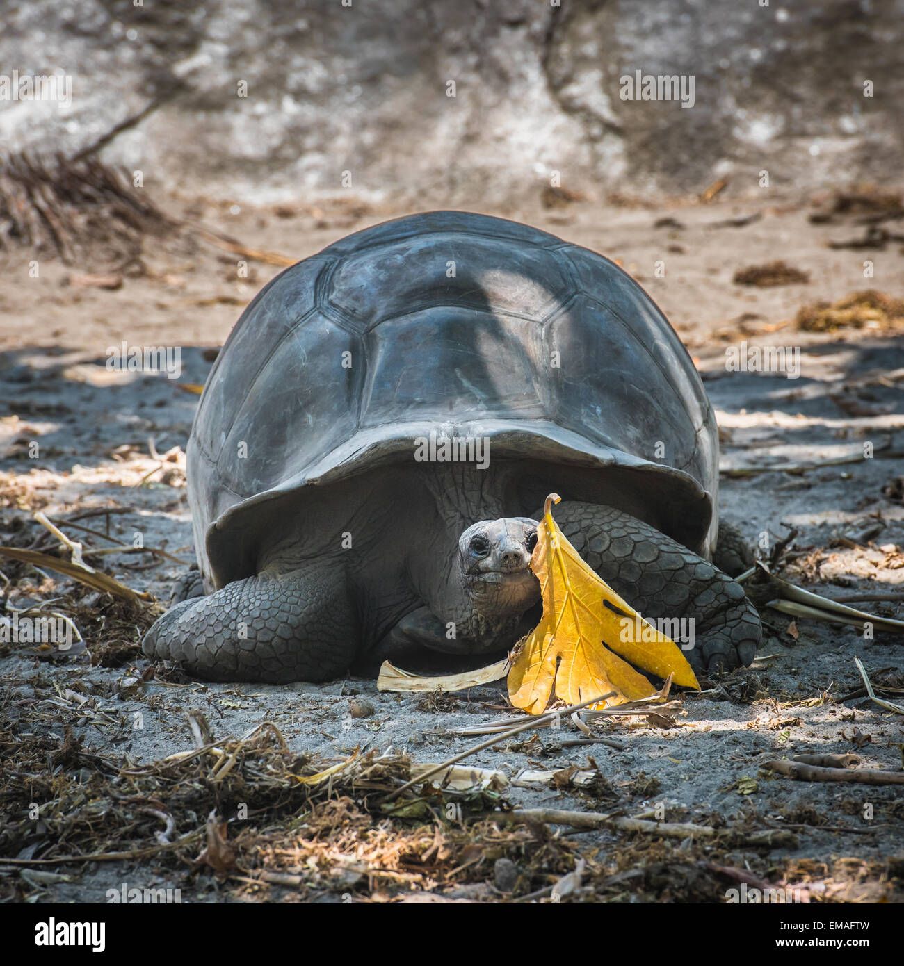 Seychelles giant tortoise Stock Photo - Alamy