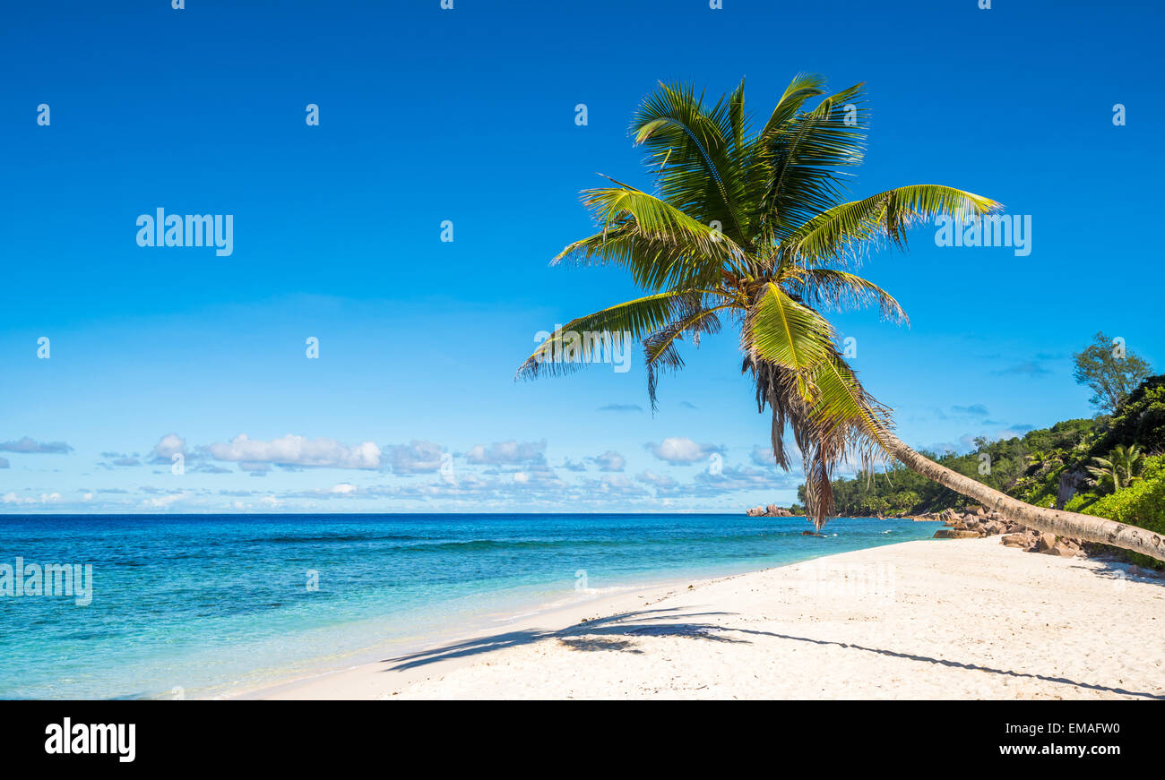 Coconut palm tree on tropical beach, Seychelles Stock Photo - Alamy