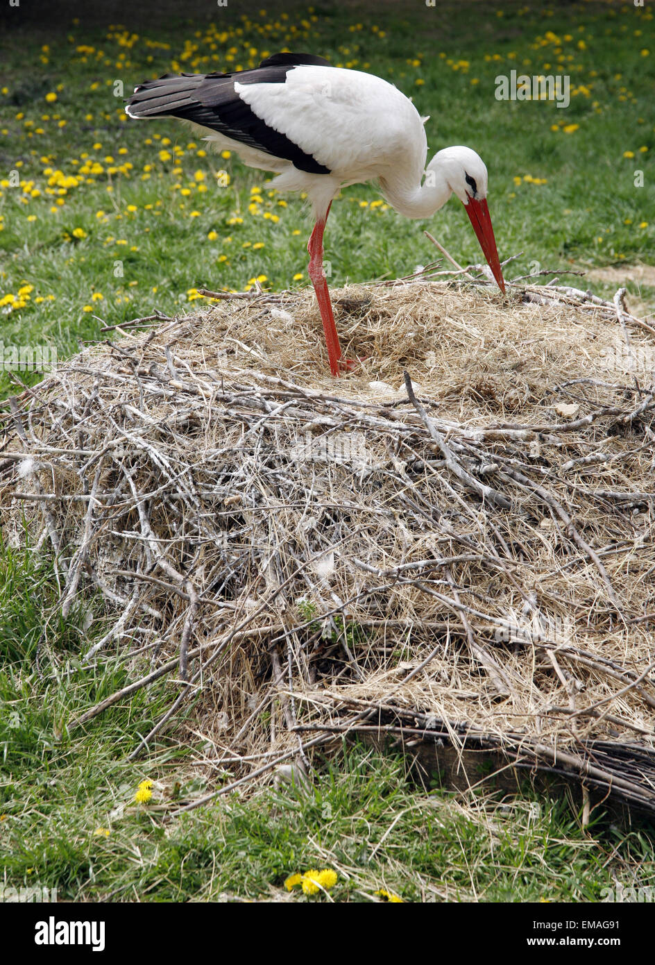 Close-up of a stork in its natural habitat. Adult stork in natural ...