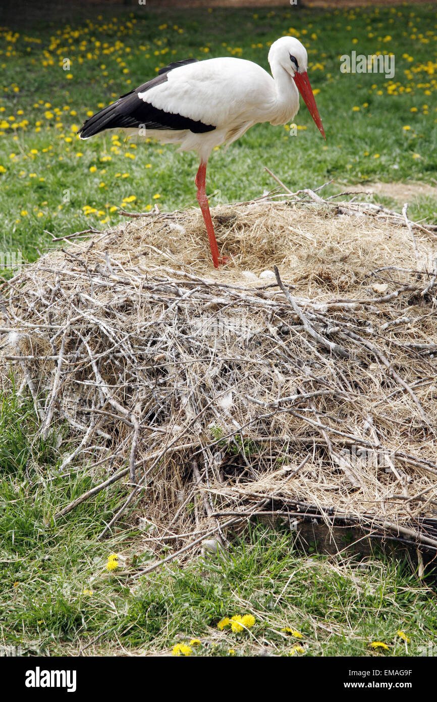 Close-up of a stork in its natural habitat. Adult stork in natural ...