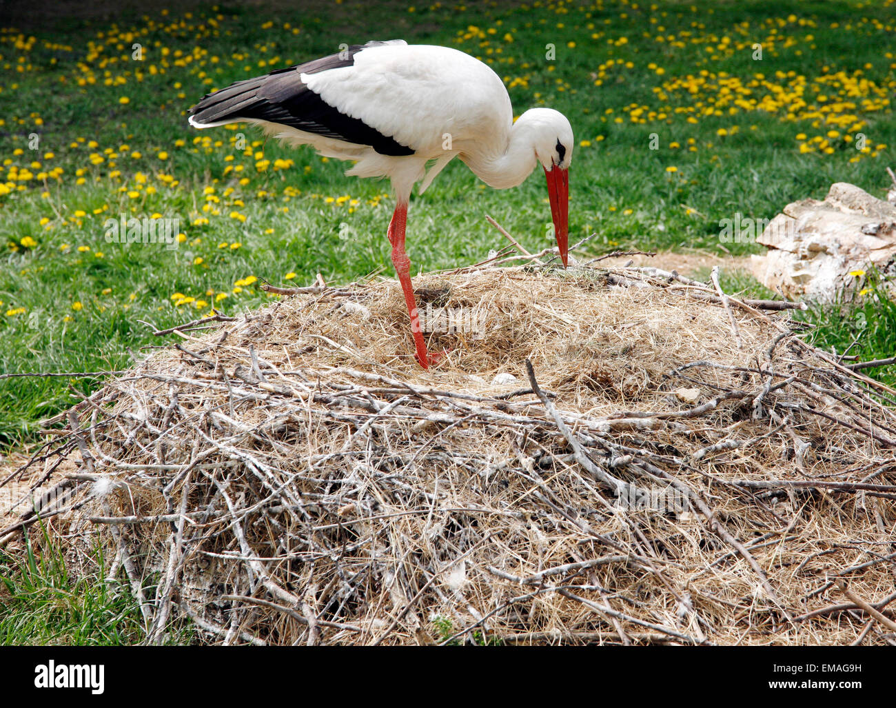 Close-up of a stork in its natural habitat. Adult stork in natural ...