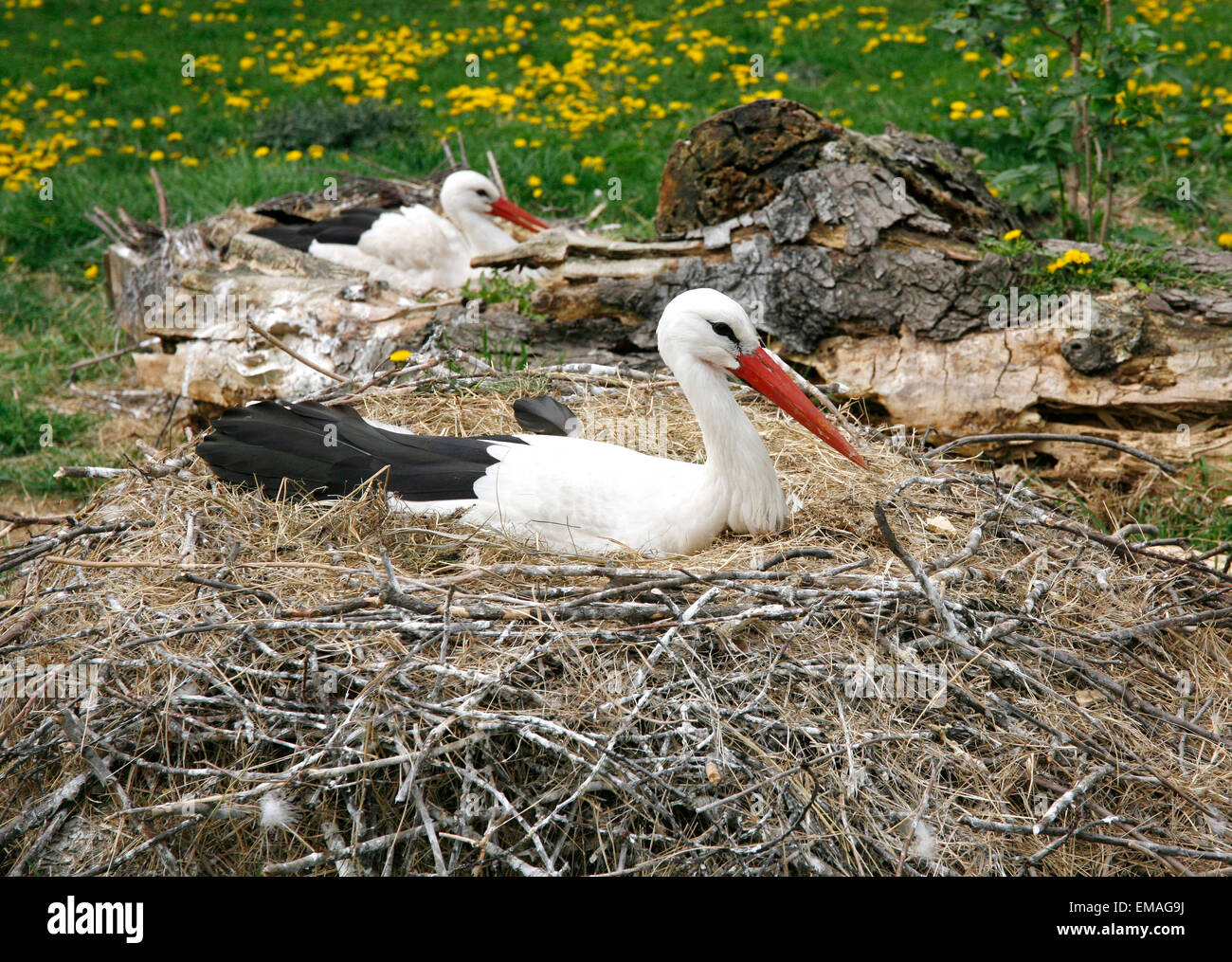 Close-up of a stork in its natural habitat. Adult storks in natural ...