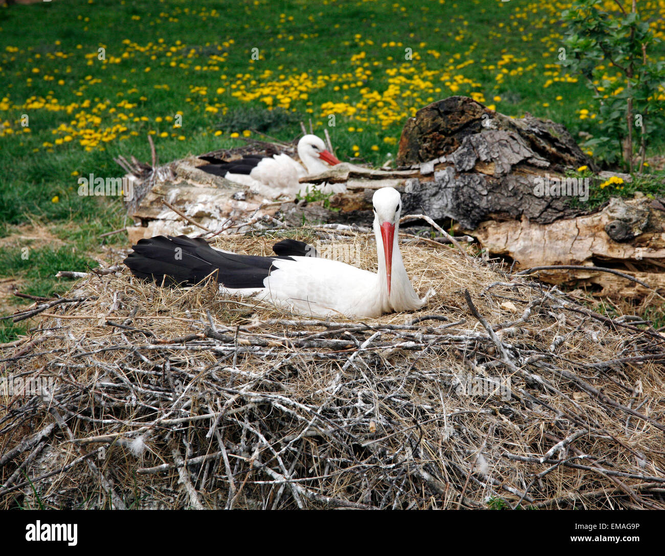 Close-up of a stork in its natural habitat. Stork nest on the farm in ...