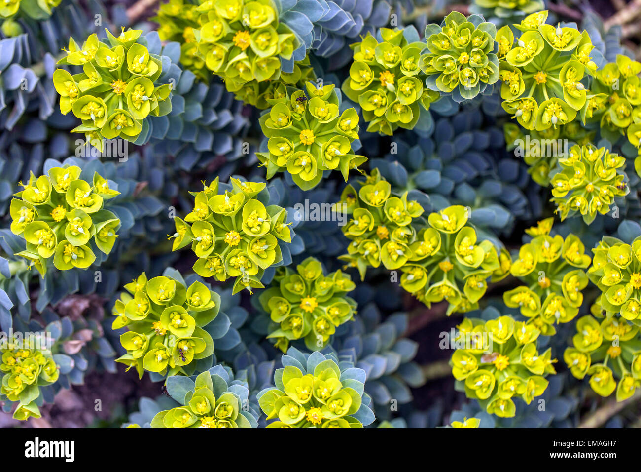 Blue spurge Euphorbia myrsinites Stock Photo - Alamy