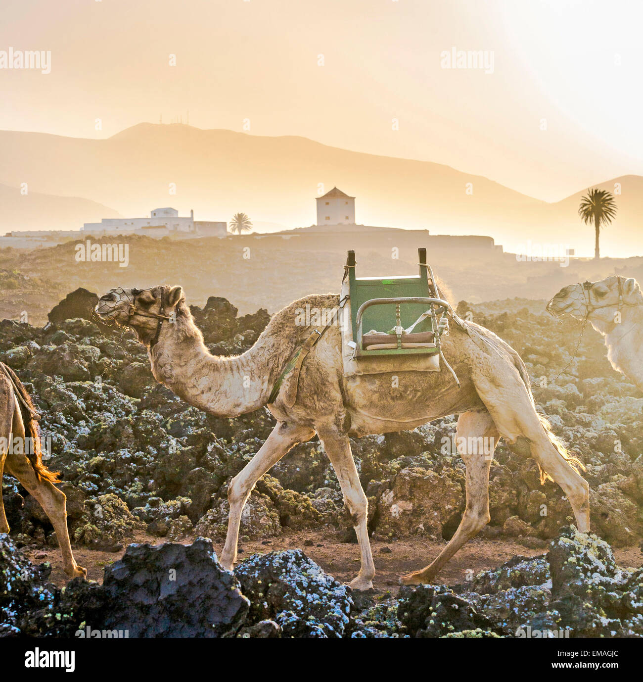 Caravan camels hi-res stock photography and images - Alamy