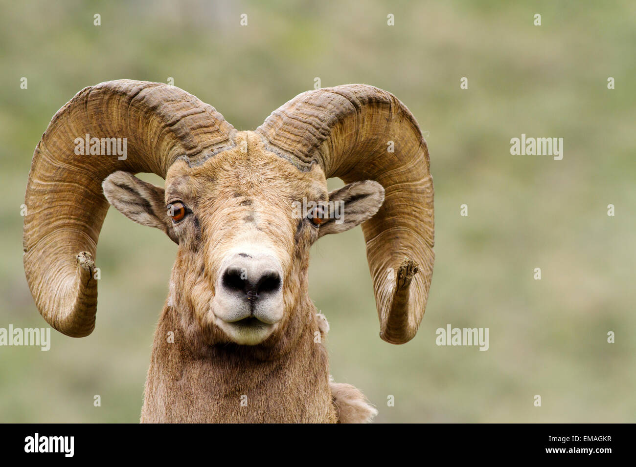 Ram portrait in Yellowstone Stock Photo - Alamy