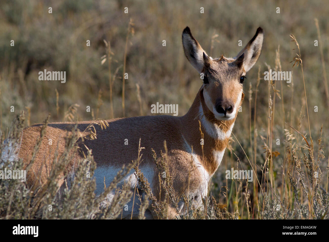 Pronghorn antelope doe hi-res stock photography and images - Alamy
