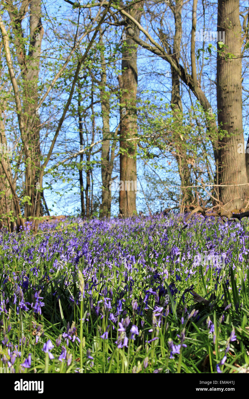 Hatchlands, Surrey, England, UK. 18th April 2015. These early flowering ...