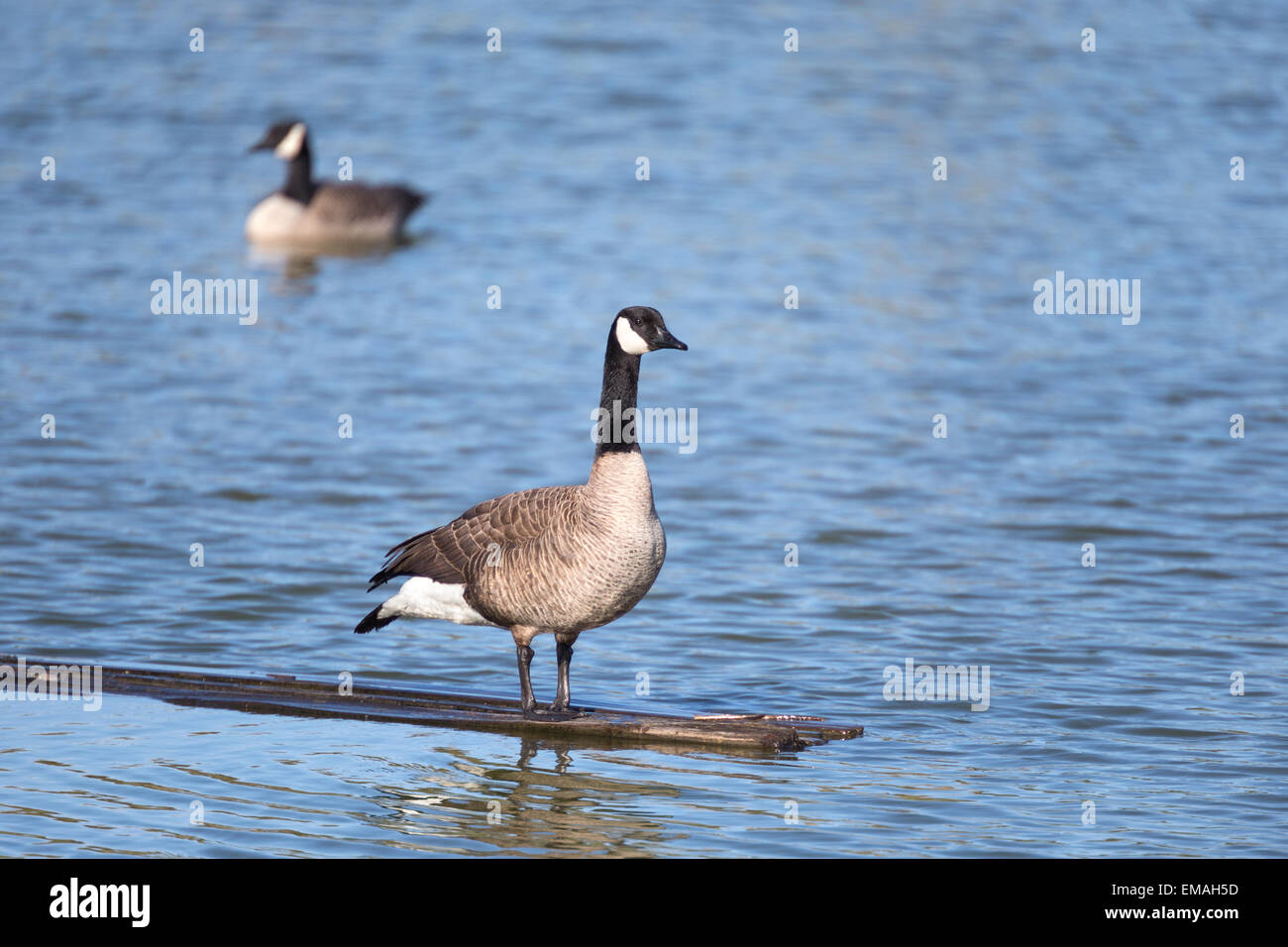 Canada water lake hi-res stock photography and images - Alamy