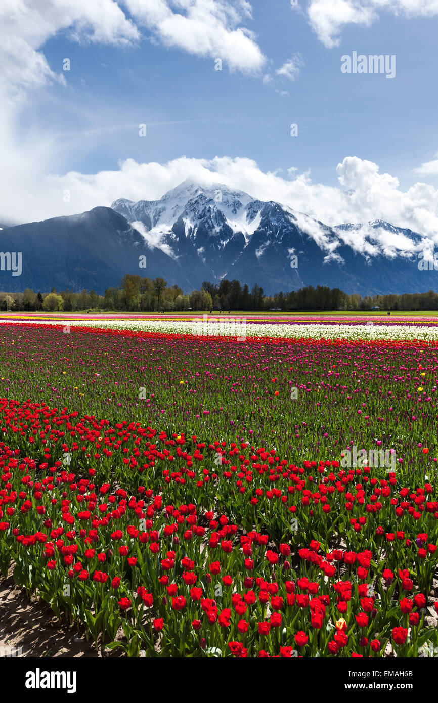 Canada spring mountain flower snow hi-res stock photography and images ...