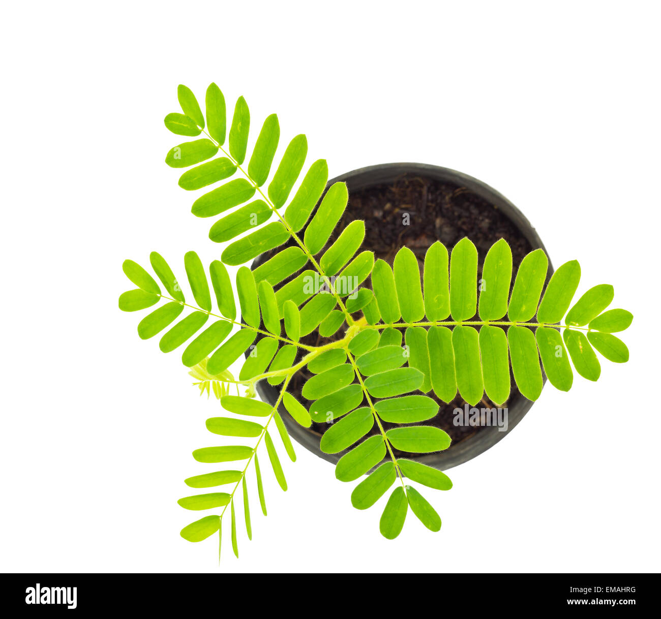 Young plant (Tamarindus indica) in the plastic pot, isolated on white ...
