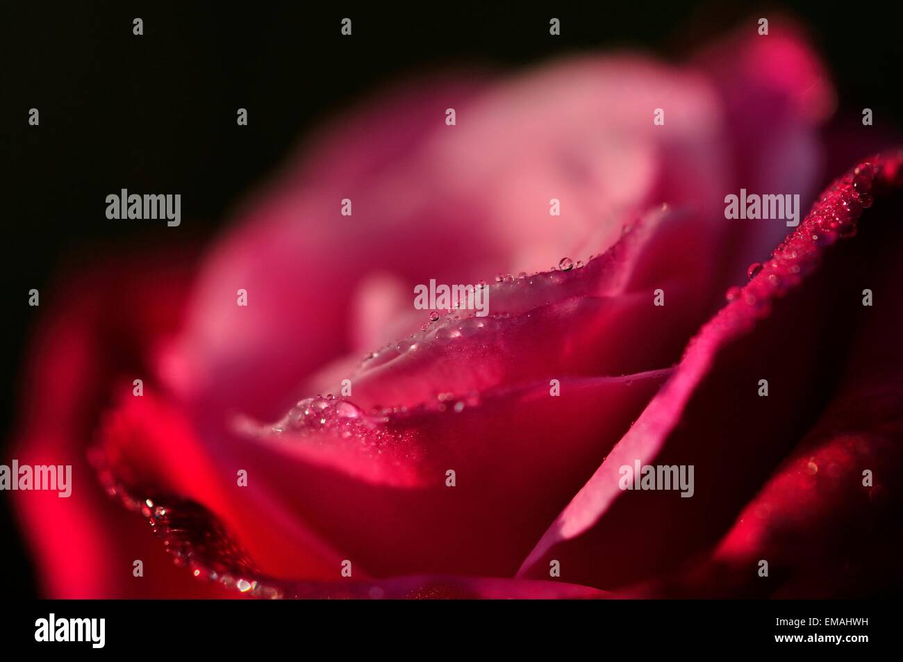 Rapture rose hi-res stock photography and images - Alamy