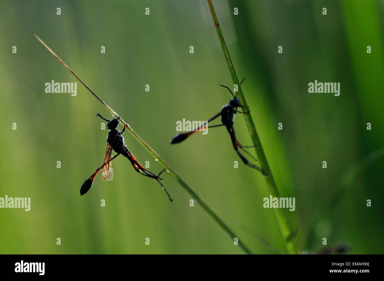 Black thread waisted wasps hi-res stock photography and images - Alamy