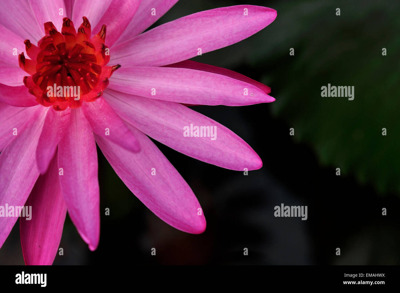 Pink lotus center hi-res stock photography and images - Alamy